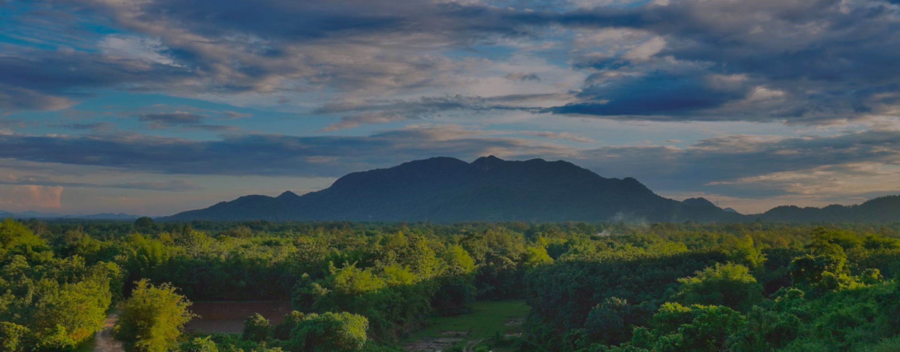 How UAVs Enhance Forest Management | ideaForge